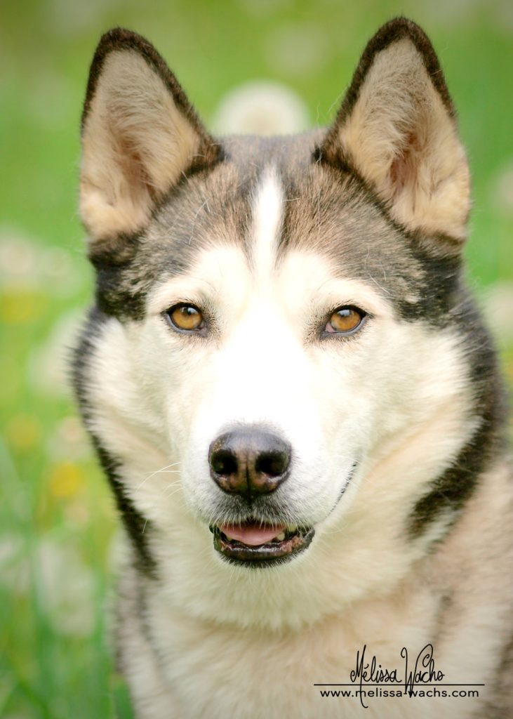Mélissa WACHS - Comportementaliste canin, Artiste